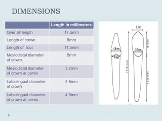 Primary mandibular canine | PPTX