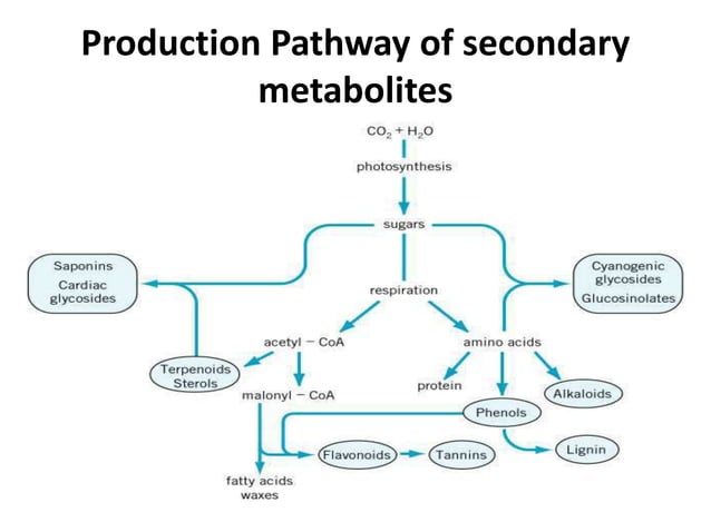 Primary Metabolites FROM THE PLANT AND ANIMALS.pptx