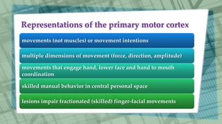 Primary motor cortex | PPSX
