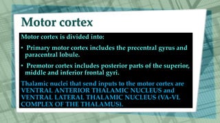 Primary motor cortex | PPSX