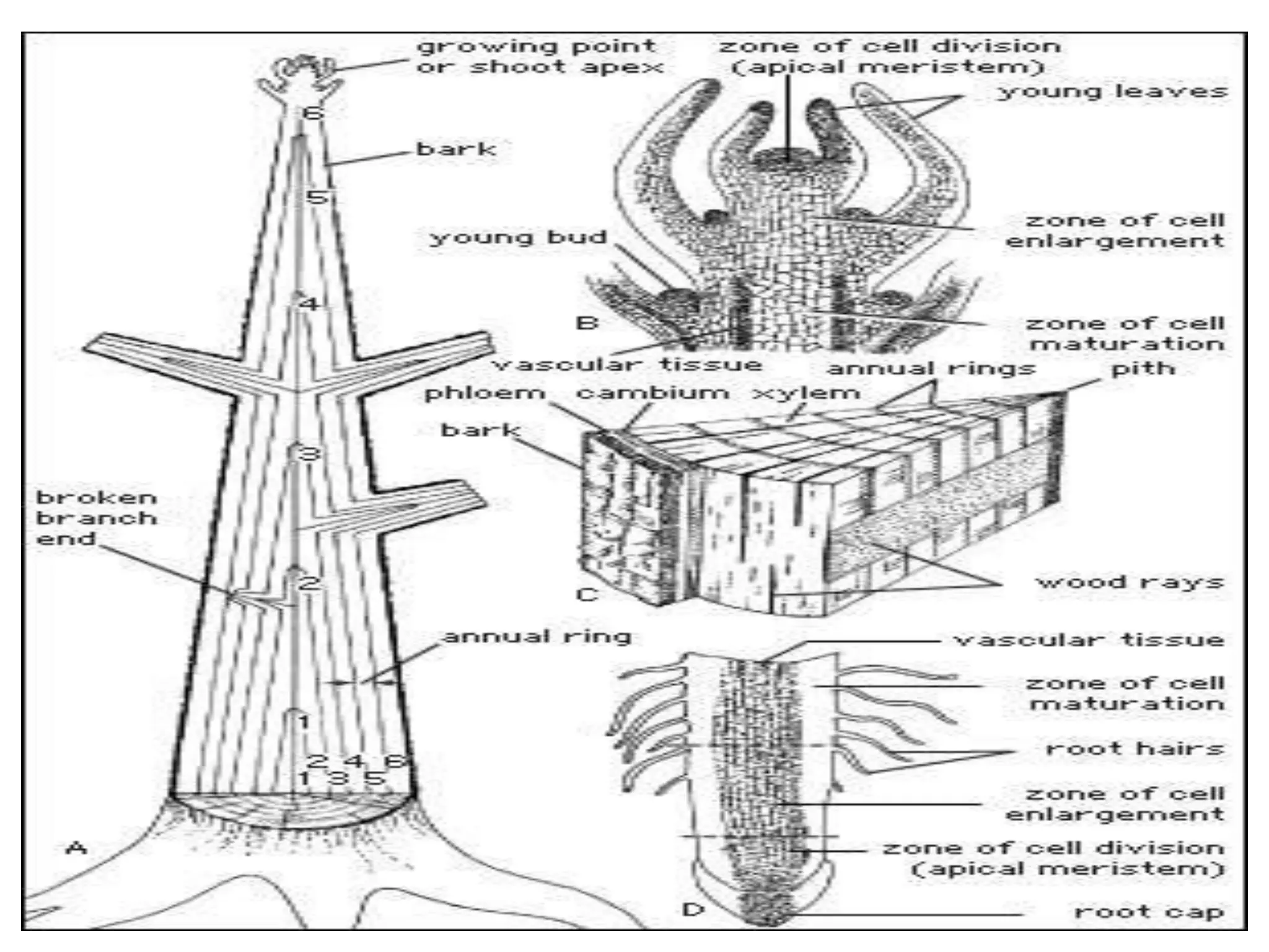 Primary permanent tissues | PPTX