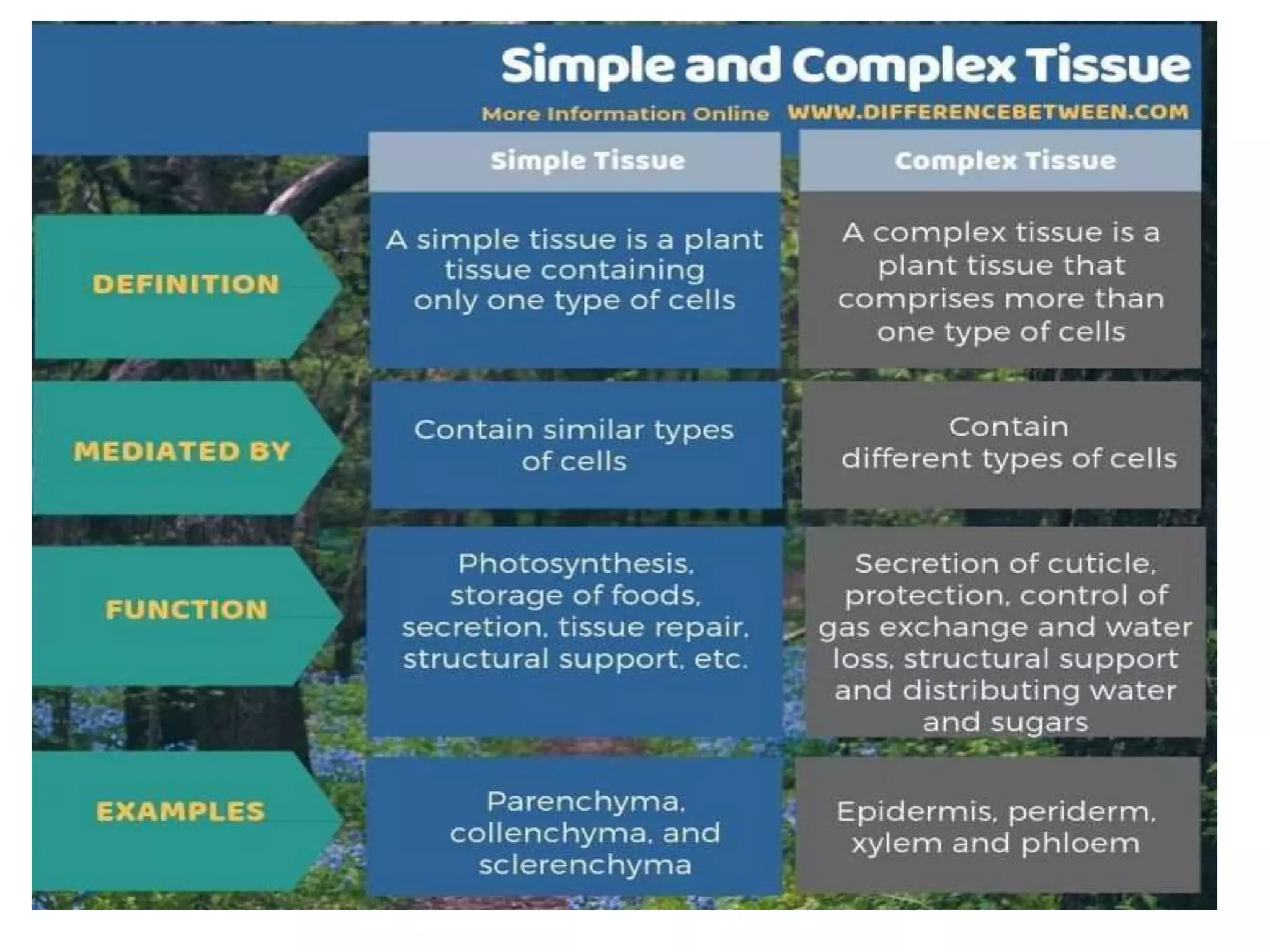 Primary permanent tissues | PPTX