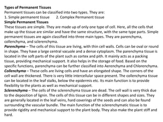 Primary permanent tissues | PPTX | Gardening | Home & Garden