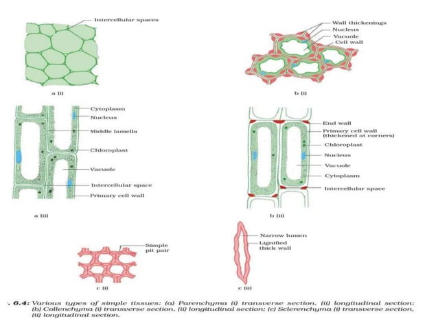 Primary permanent tissues | PPTX | Gardening | Home & Garden