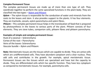 Permanent Tissues of Plants | PPTX