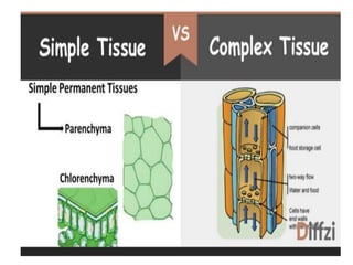 Permanent Tissues of Plants | PPTX