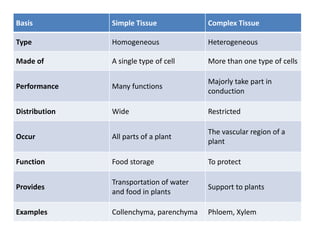 Permanent Tissues of Plants | PPTX