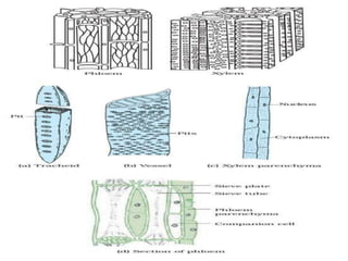 Permanent Plant Tissue Diagram