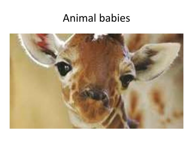 Primary power point | PPTX | Zoos & Aquariums | Attractions