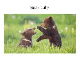 Primary power point | PPTX | Zoos & Aquariums | Attractions