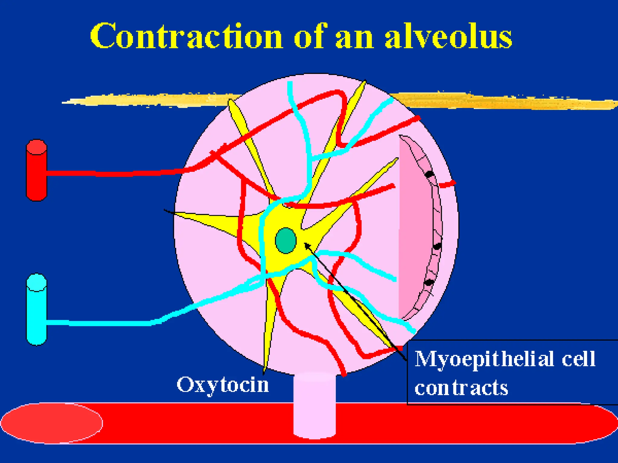 Primary Production and Biosynthesis of mik.pdf