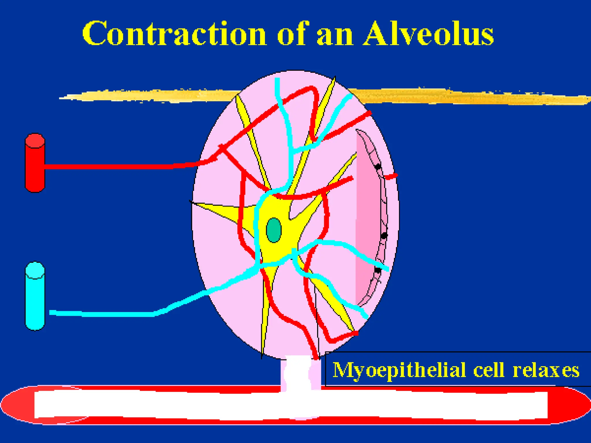 Primary Production and Biosynthesis of mik.pdf