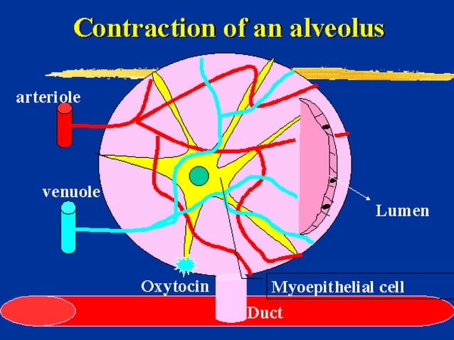 Primary Production and Biosynthesis of mik.pdf