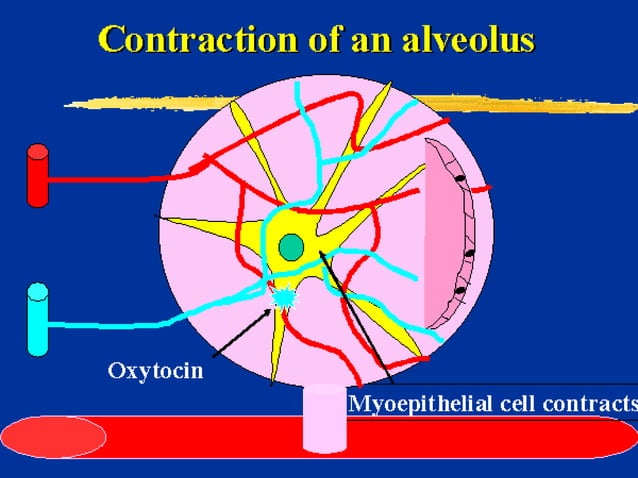 Primary Production and Biosynthesis of mik.pdf