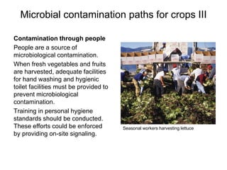 Food Hygiene Issues in Primary Production | PDF | Agriculture | Industries