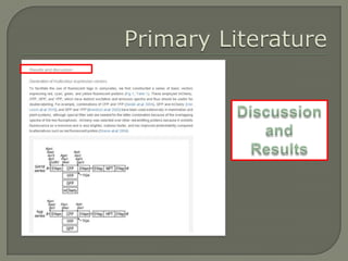 Primary Research | PPT