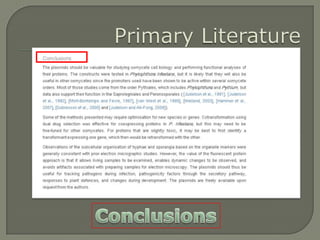 Primary Research | PPT