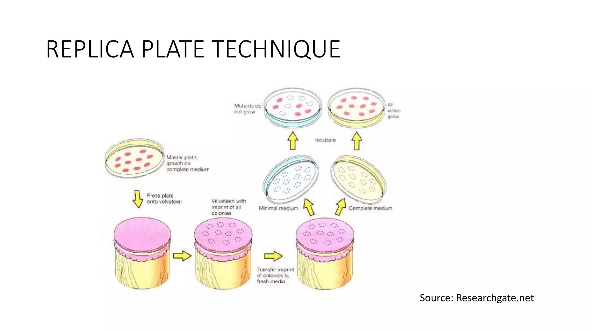 Primary screening | PPTX