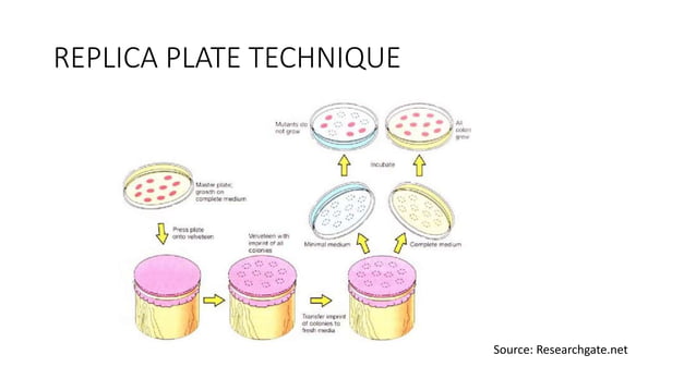 Primary screening | PPTX
