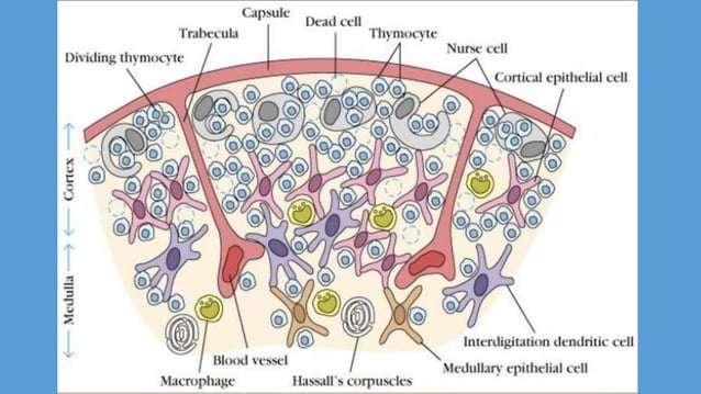 Primary and secondary lymphoid organs | PPTX