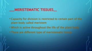 Primary & secondary tissues is in plants (by ikram) | PPTX
