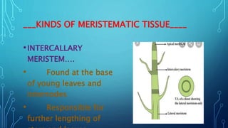 Primary & secondary tissues is in plants (by ikram) | PPTX
