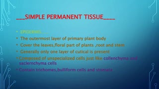 Primary & secondary tissues is in plants (by ikram) | PPTX