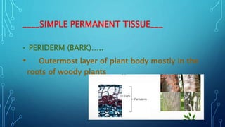 Primary & secondary tissues is in plants (by ikram) | PPTX