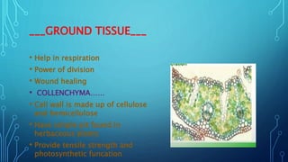 Primary & secondary tissues is in plants (by ikram) | PPTX