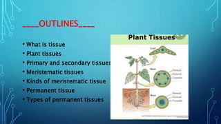 Primary & secondary tissues is in plants (by ikram) | PPTX