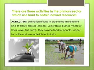 Primary sector | PPTX