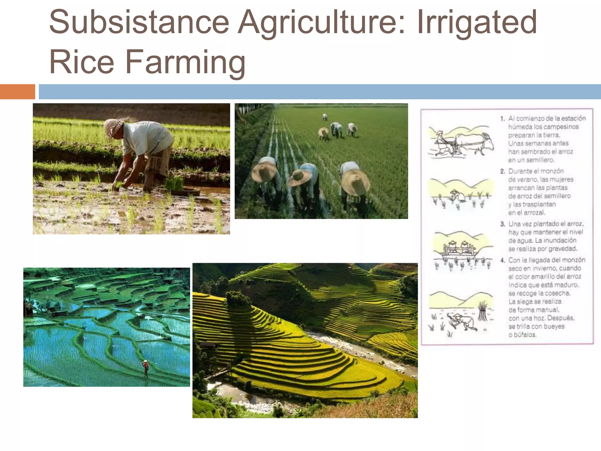 Primary sector: Agriculture and Livestock | PPTX