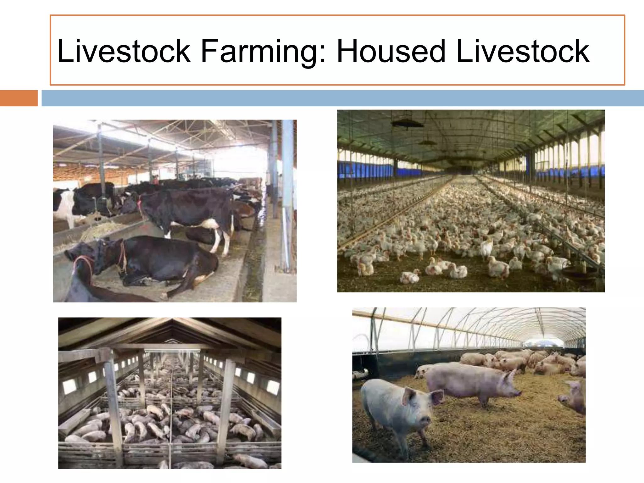Primary sector: Agriculture and Livestock | PPTX