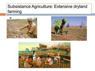 Primary sector: Agriculture and Livestock | PPTX