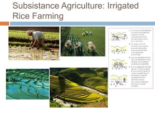 Primary sector: Agriculture and Livestock | PPTX