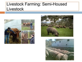 Primary sector: Agriculture and Livestock | PPTX