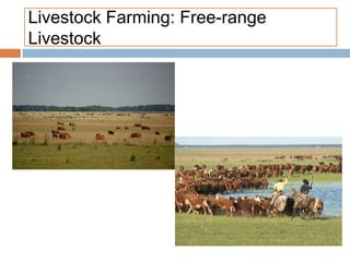 Primary sector: Agriculture and Livestock | PPTX