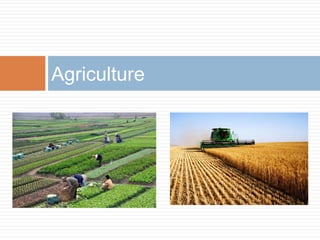 Primary sector: Agriculture and Livestock | PPTX
