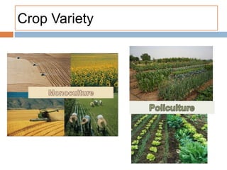 Primary sector: Agriculture and Livestock | PPTX