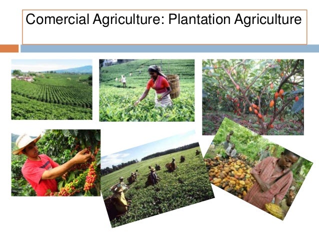 Primary sector: Agriculture and Livestock