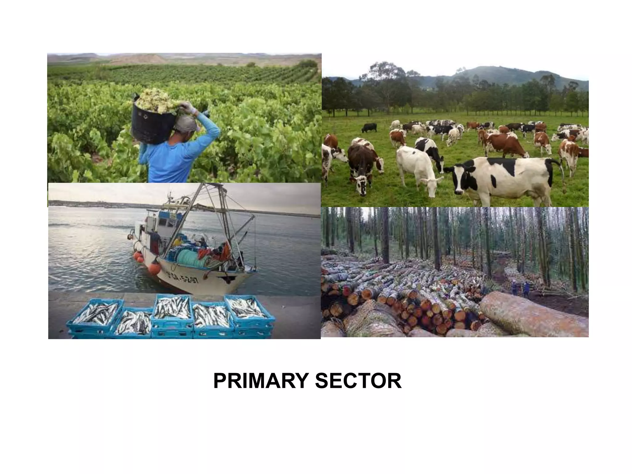 Primary sector | PPTX