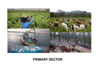 Primary sector | PPTX
