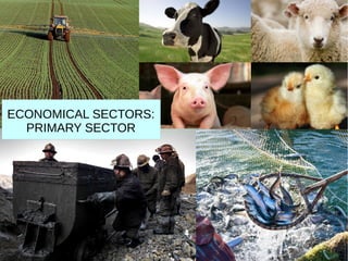 Primary sector | PDF