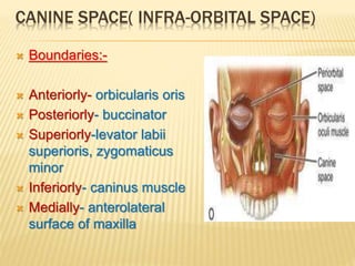 Primary spaces of space infection | PPT