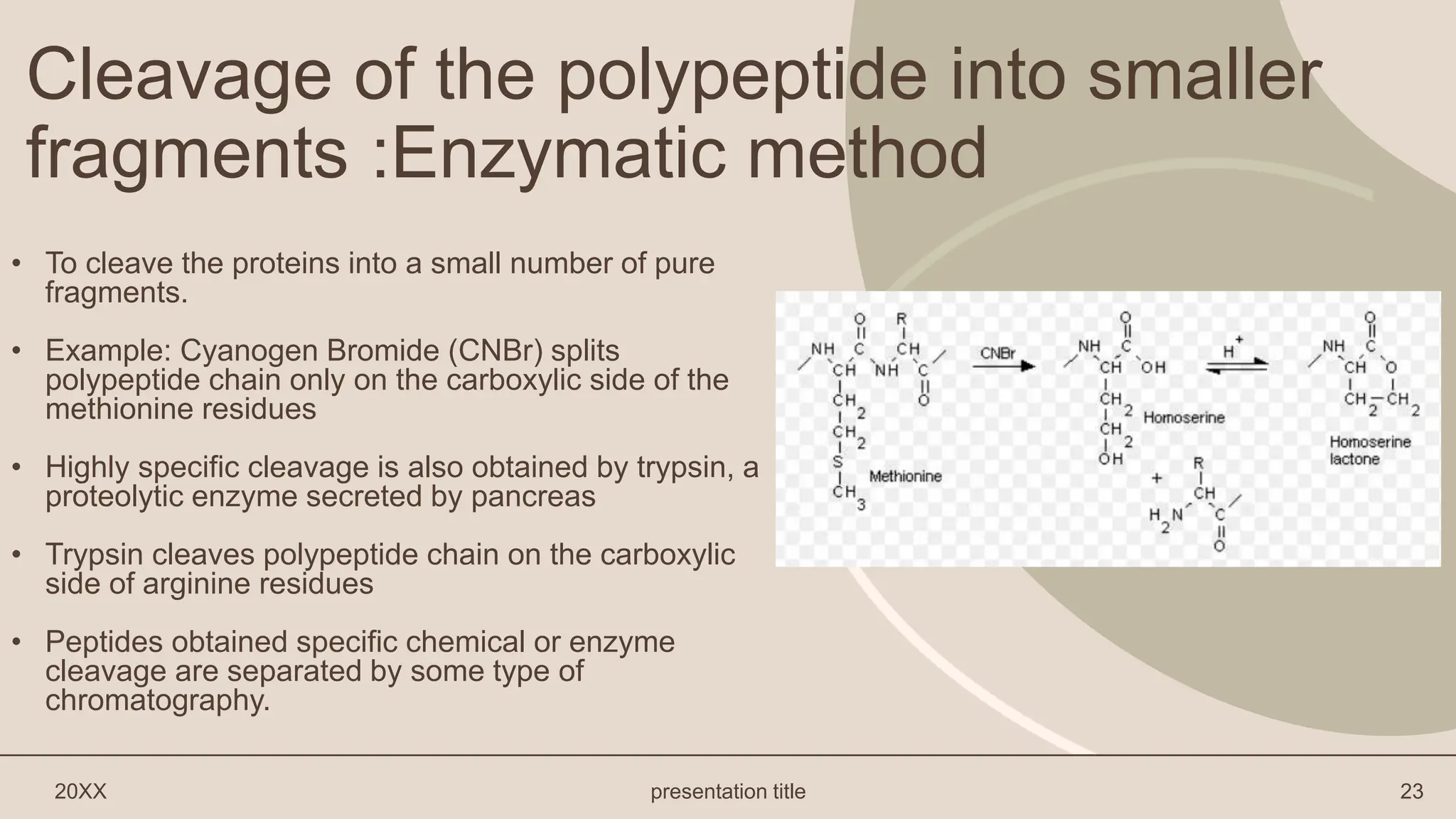 primary structure of proteins by ifrah.pptx