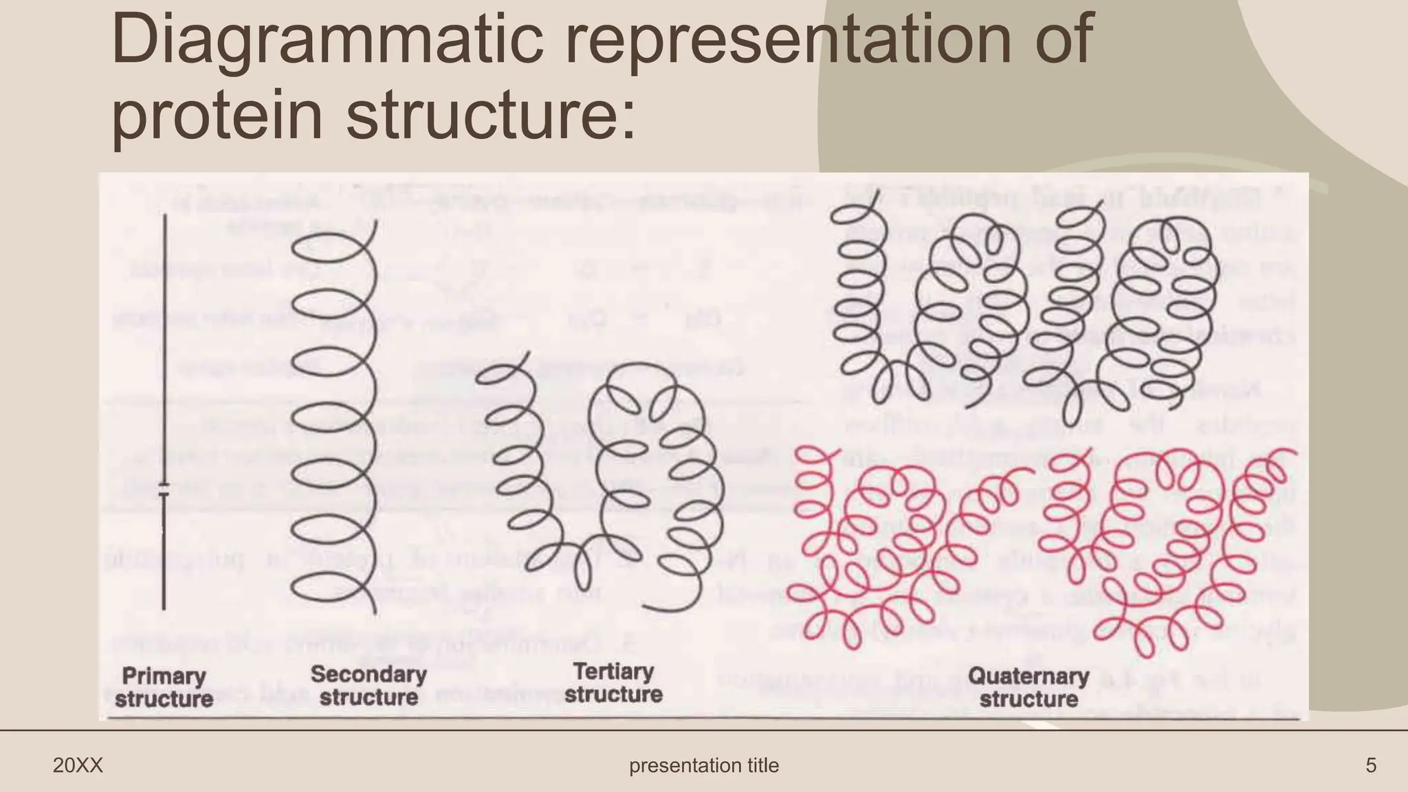 primary structure of proteins by ifrah.pptx
