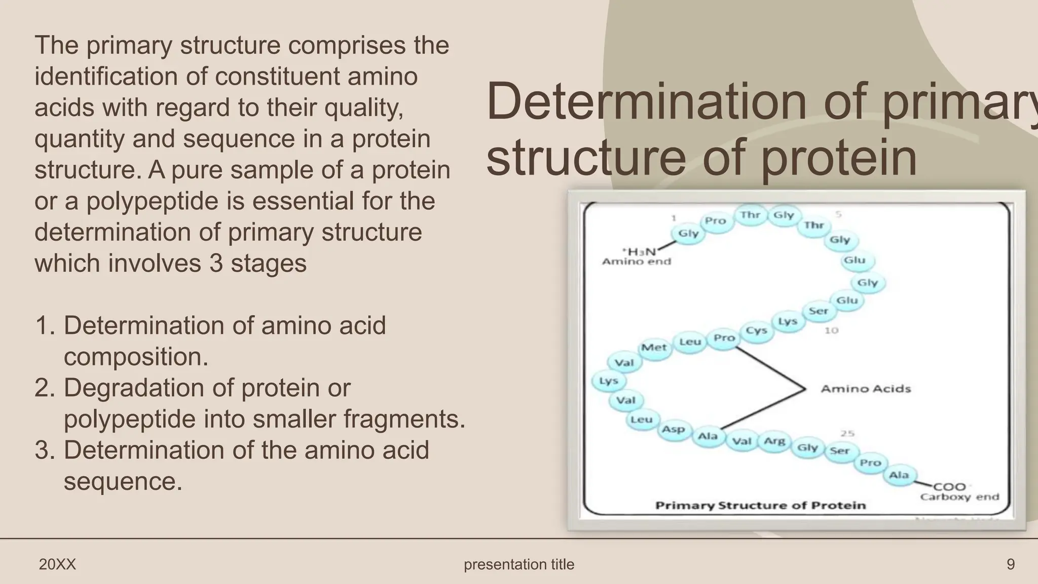 primary structure of proteins by ifrah.pptx