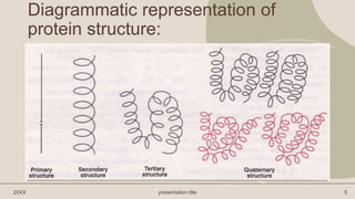primary structure of proteins by ifrah.pptx