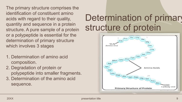primary structure of proteins by ifrah.pptx