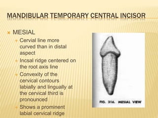 Primary Teeth | PPTX